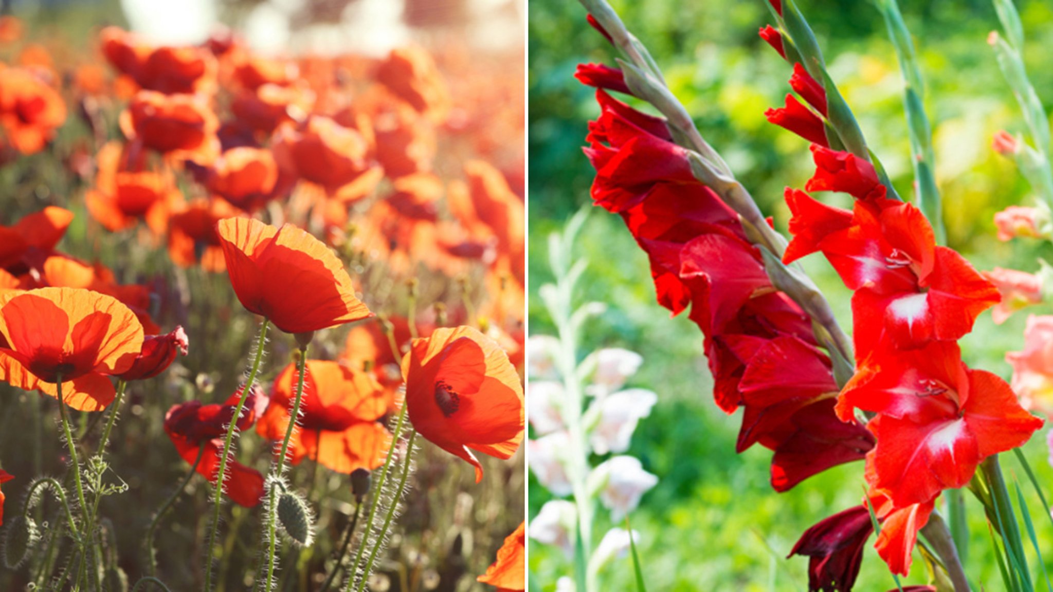 August Birth Flower | August Flowers | Petal Talk
