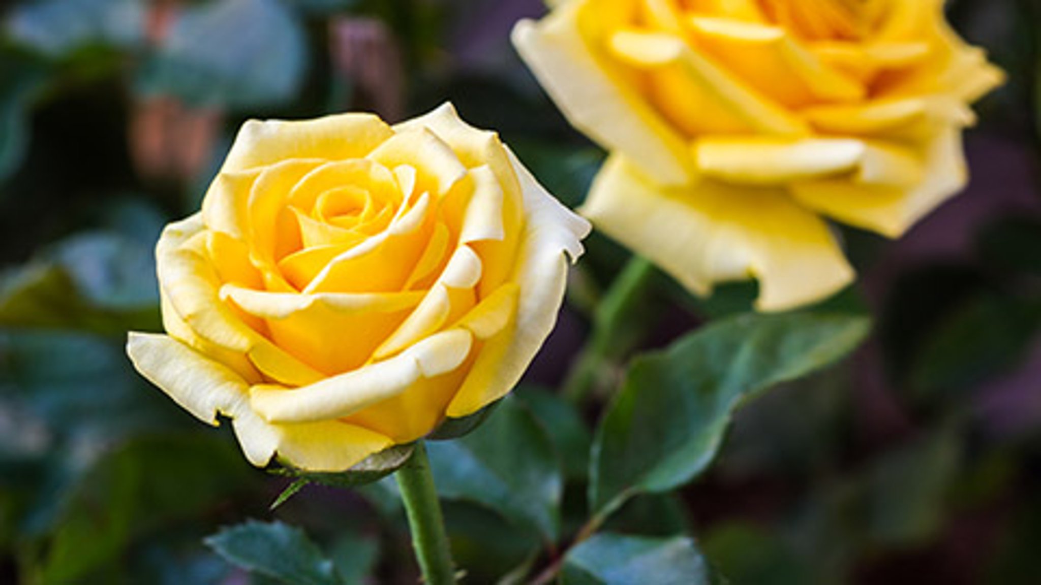 Friendship Flowers for Galentine's Day 2026 | Petal Talk