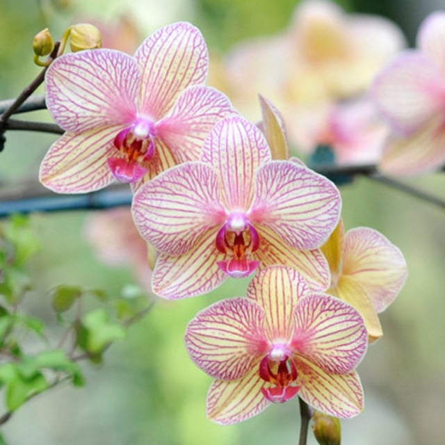 The Most Beautiful Flowers in the World | Petal Talk
