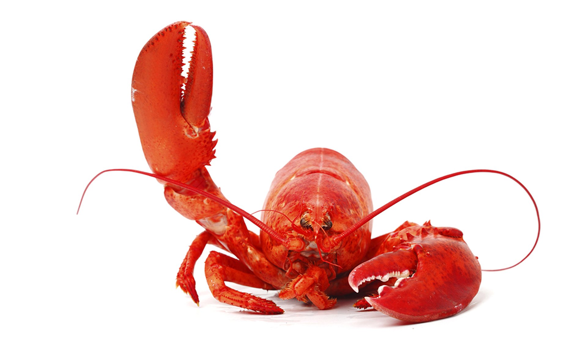 Lobster 101: An Illustrated Guide | The Table by Harry & David