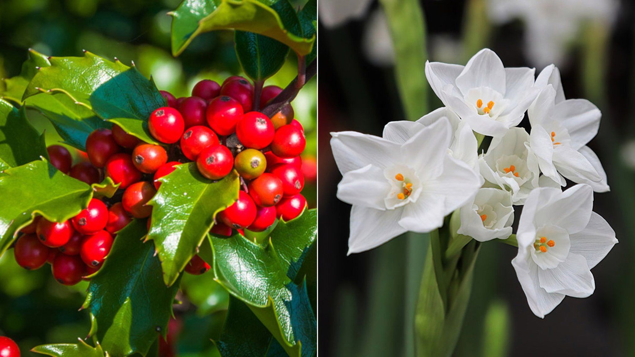 About December Birth Flowers: Holly and Narcissus | Petal Talk