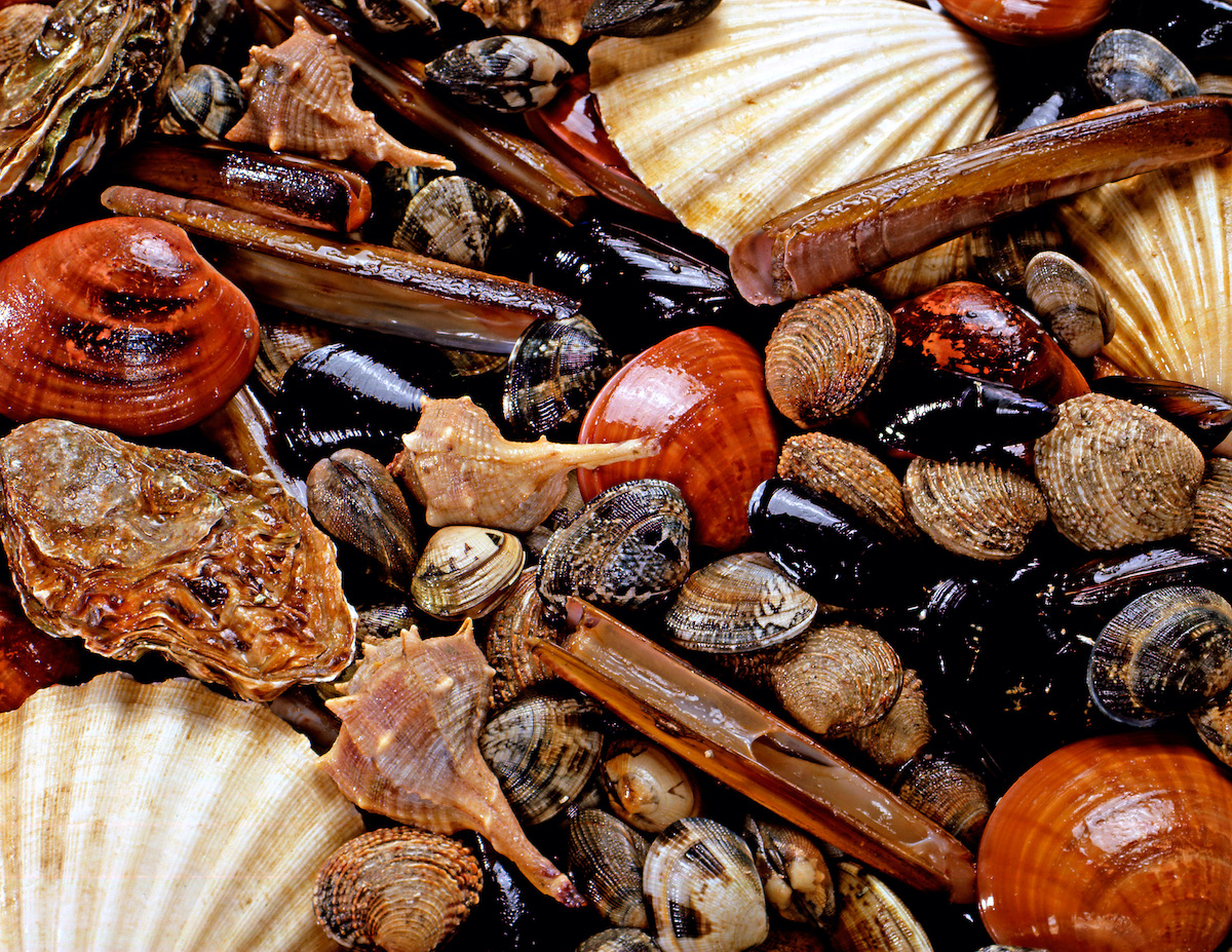 Shellfish Facts | Vital Choice