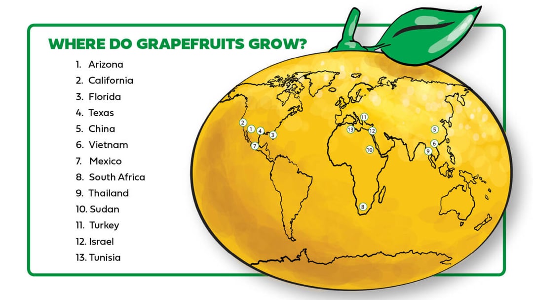 Types of Grapefruits: A Guide | The Table by Harry & David