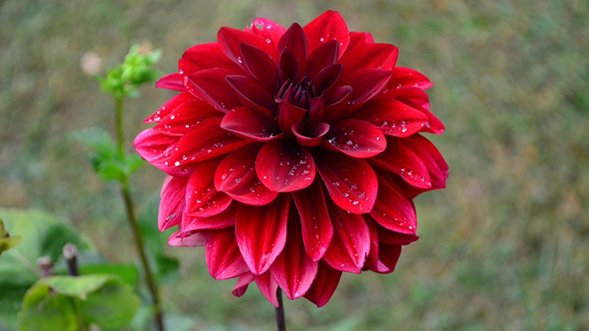 25 Types of Red Flowers | Petal Talk