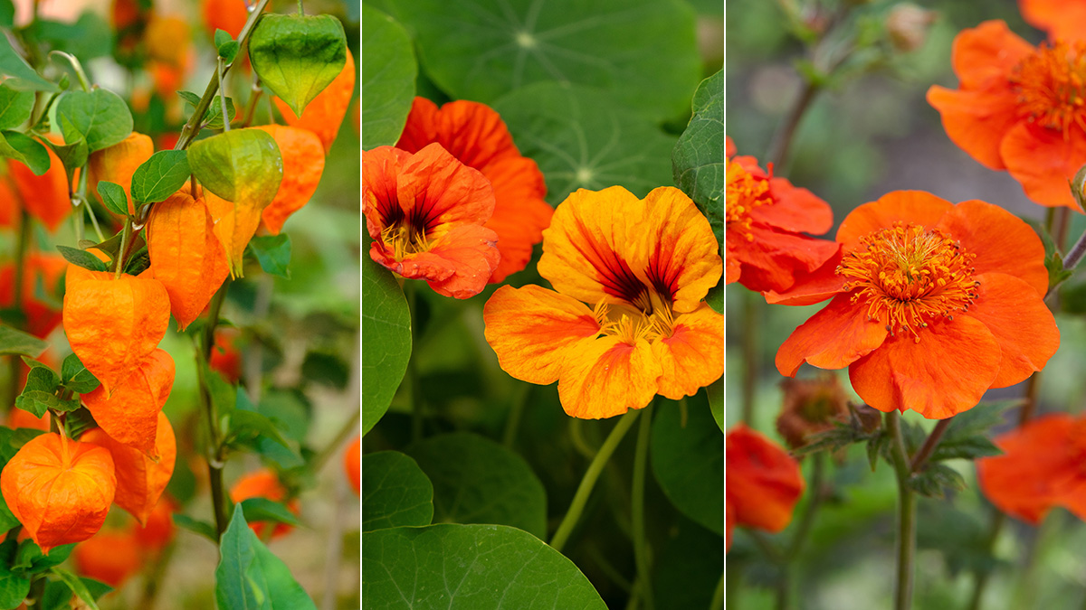 Types of Orange Flowers | Petal Talk