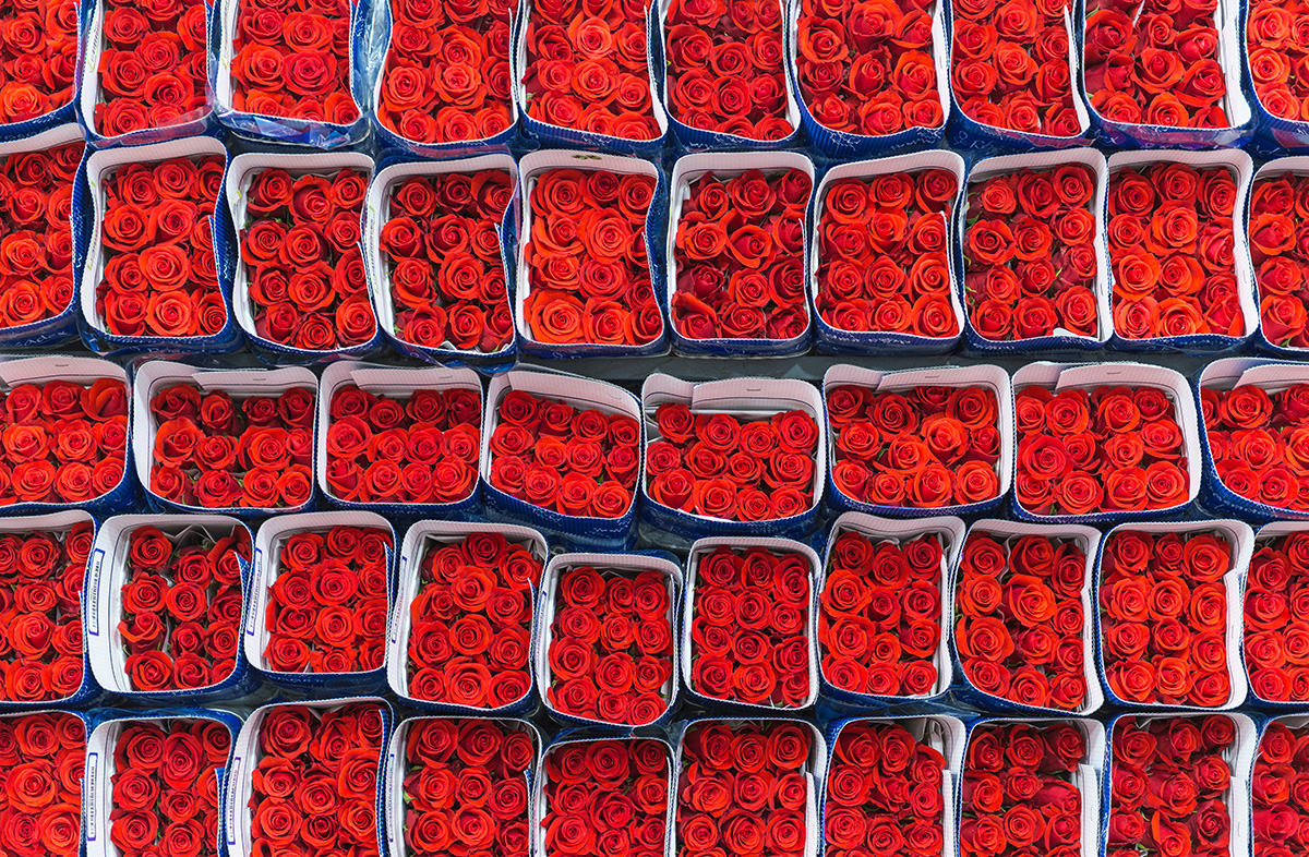 The Journey of Roses | Petal Talk
