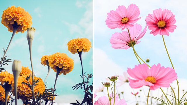 October Birth Flowers | Petal Talk