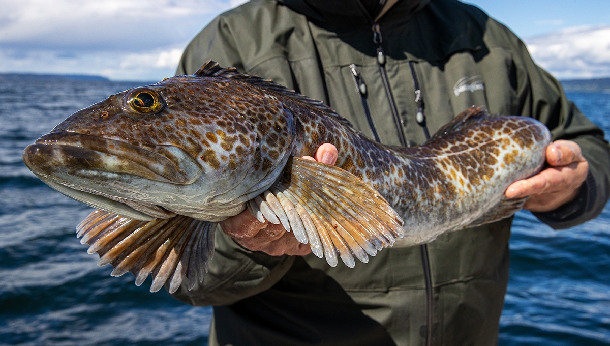 Lingcod: What is It? | Vital Choice
