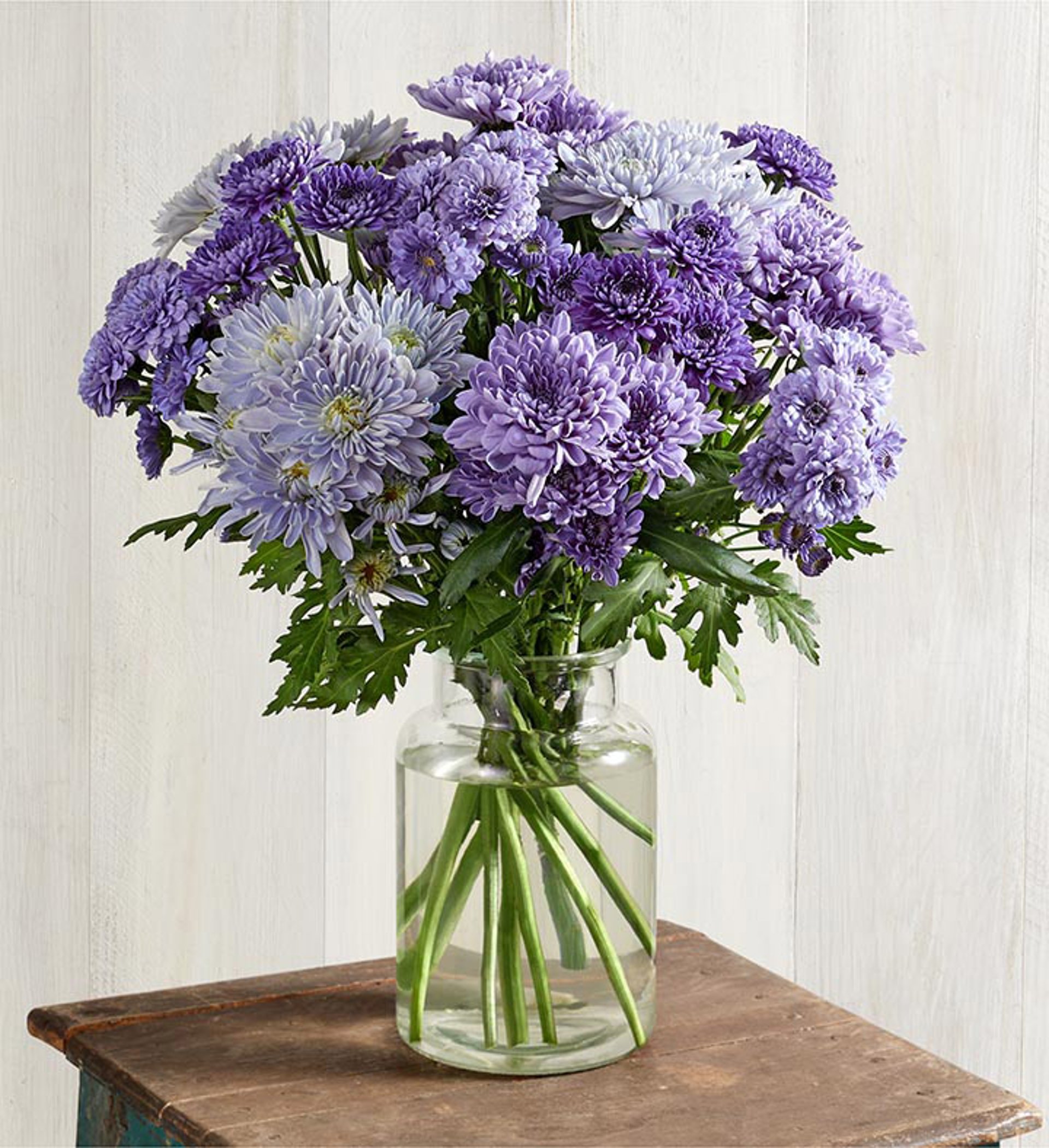 Blue Chrysanthemum: Origins & Facts | Petal Talk