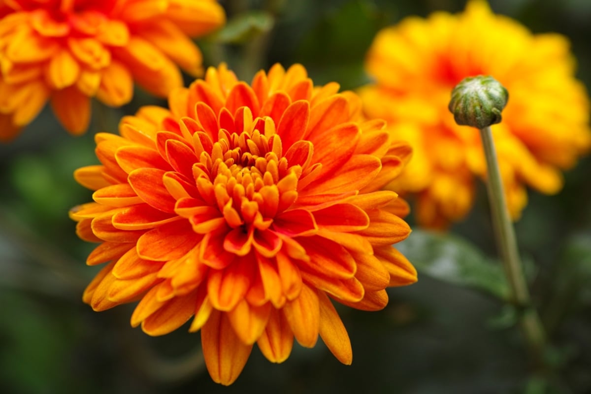 Japanese Flowers: Cultural Significance & Meaning | Petal Talk