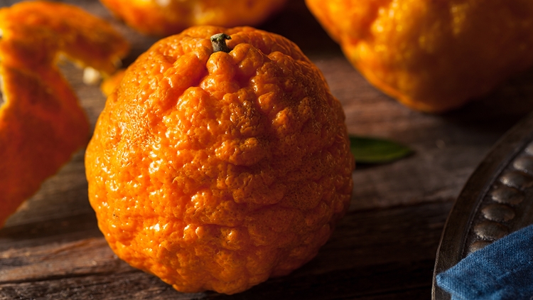 Gold Nugget Mandarin: The World’s Greatest Citrus | The Table by Harry ...