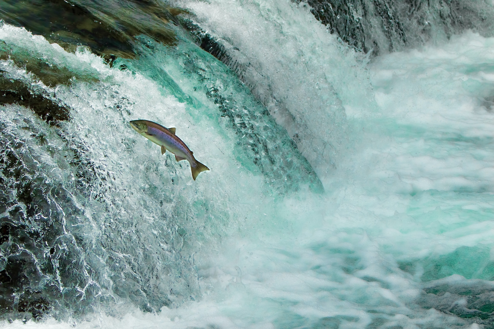 Why Do Salmon Swim Upstream | Vital Choice
