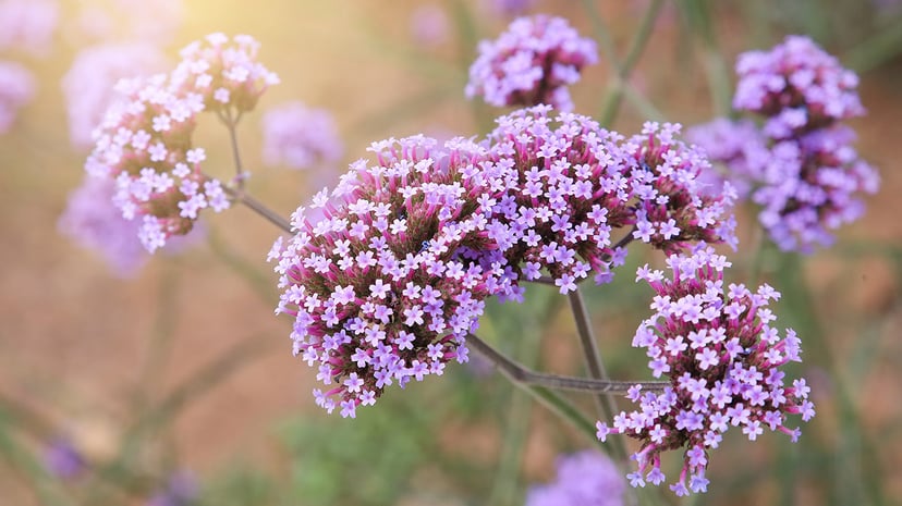 Types of Purple Flowers + Pictures & Descriptions | Petal Talk
