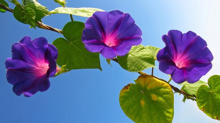 September Birth Flowers | Aster and Morning Glory | Petal Talk