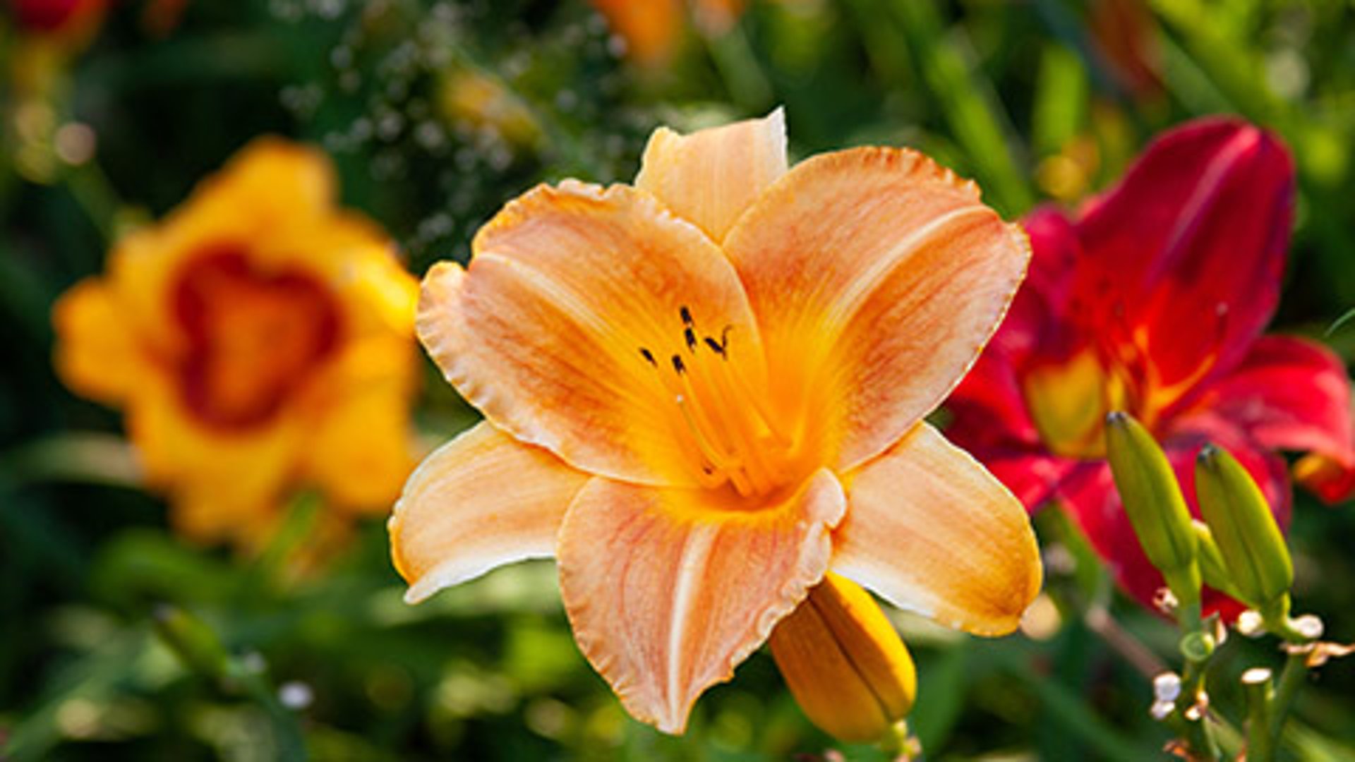 Types of Orange Flowers | Petal Talk