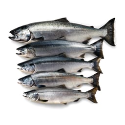Get to Know the 5 Types of Salmon | Vital Choice