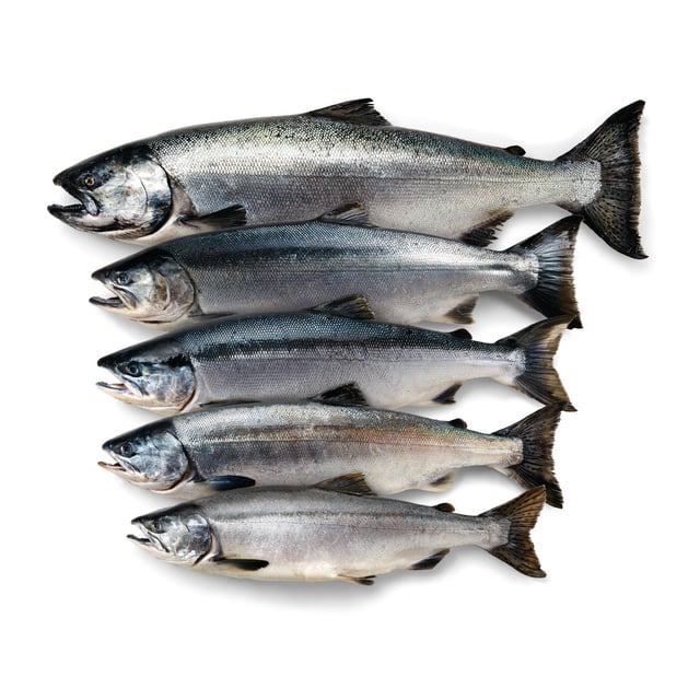 Get to Know the 5 Types of Salmon | Vital Choice