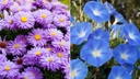 September Birth Flowers | Aster and Morning Glory | Petal Talk