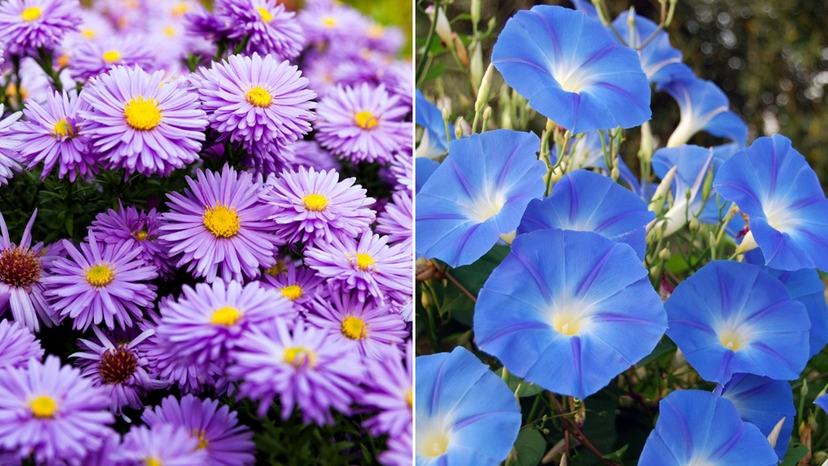 September Birth Flowers | Aster and Morning Glory | Petal Talk