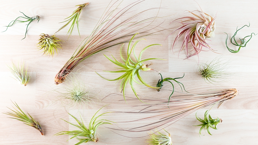 Types of Air Plants: A Beginner's Guide | Petal Talk