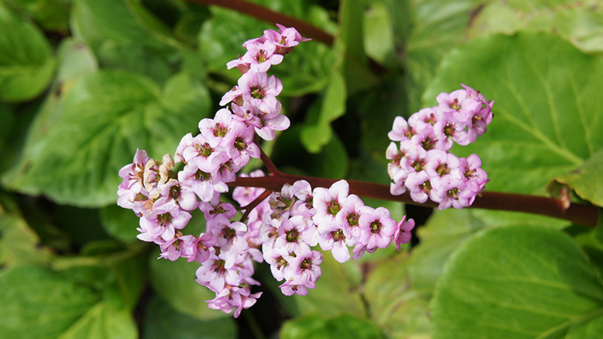 11 Types of Early Spring Flowers | Petal Talk