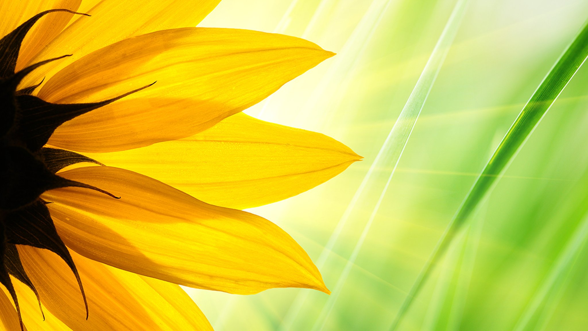 Sunflower Facts: Nature's Bright and Cheerful Bloom | Petal Talk