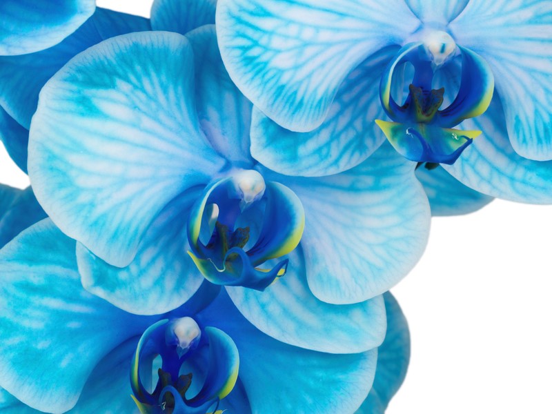 Colorful orchids store