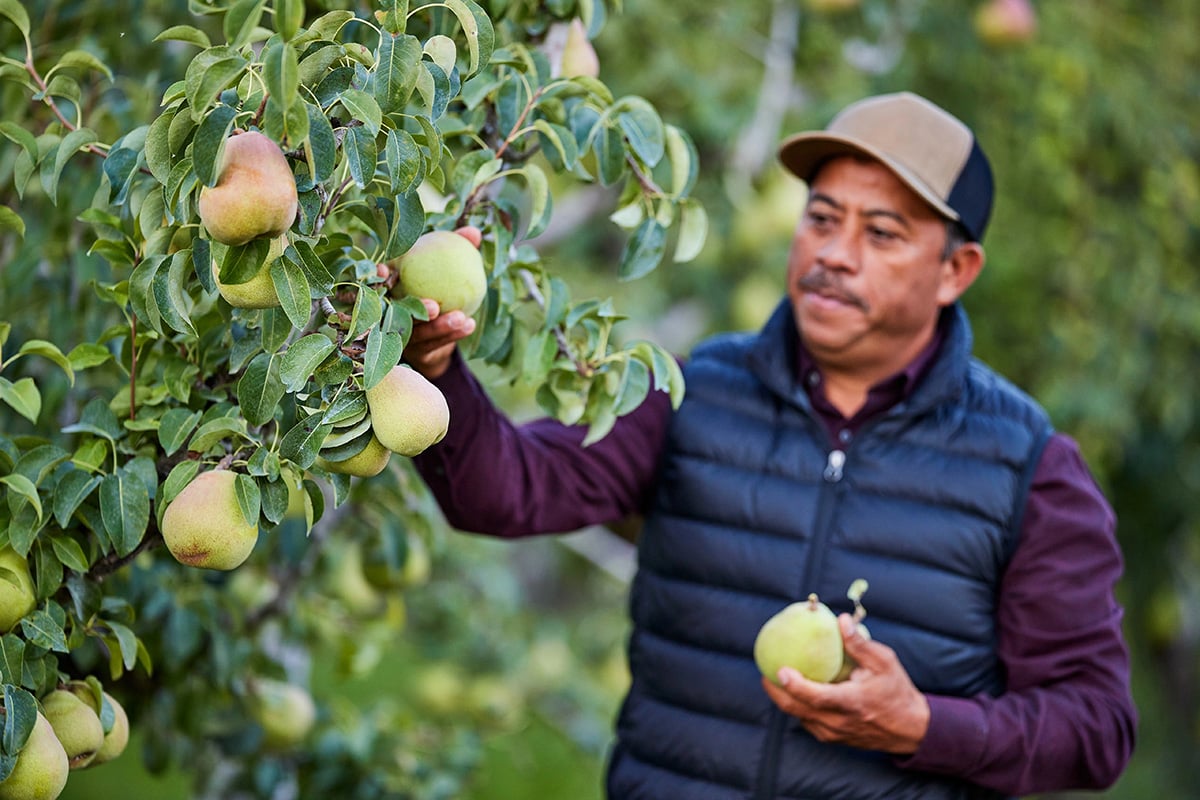 What Kind of Pear is a Royal Riviera? | The Table by Harry & David