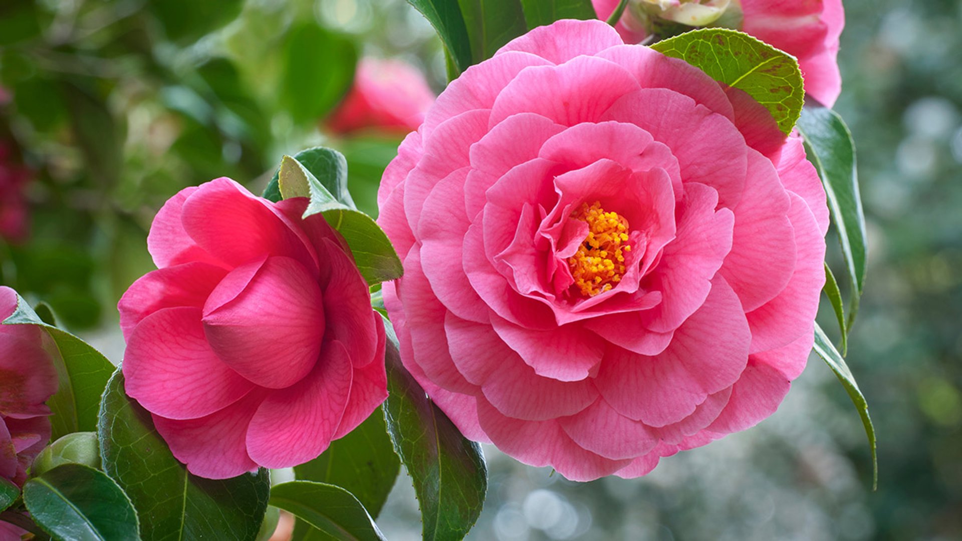 25 Types of Pink Flowers | Petal Talk