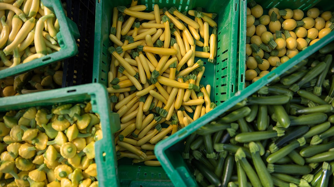 Summer Squash: A Guide | The Table by Harry & David