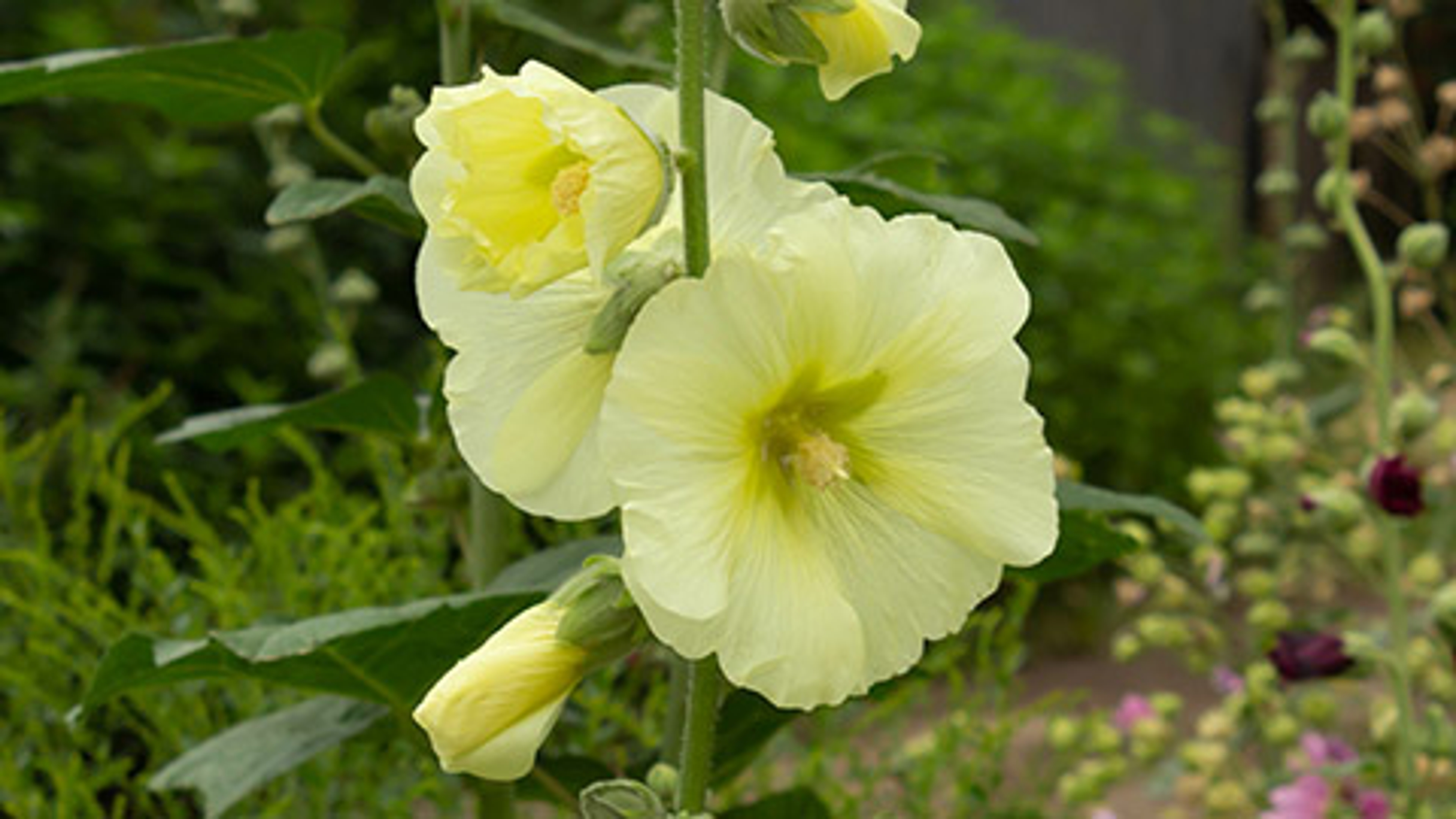 yellow flowers types