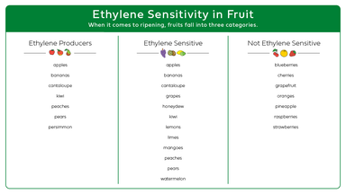 How to Keep Fruit Fresh for Longer | The Table by Harry & David