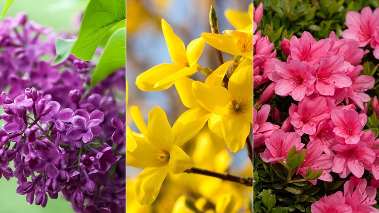 10 Popular Spring Flowers | Petal Talk