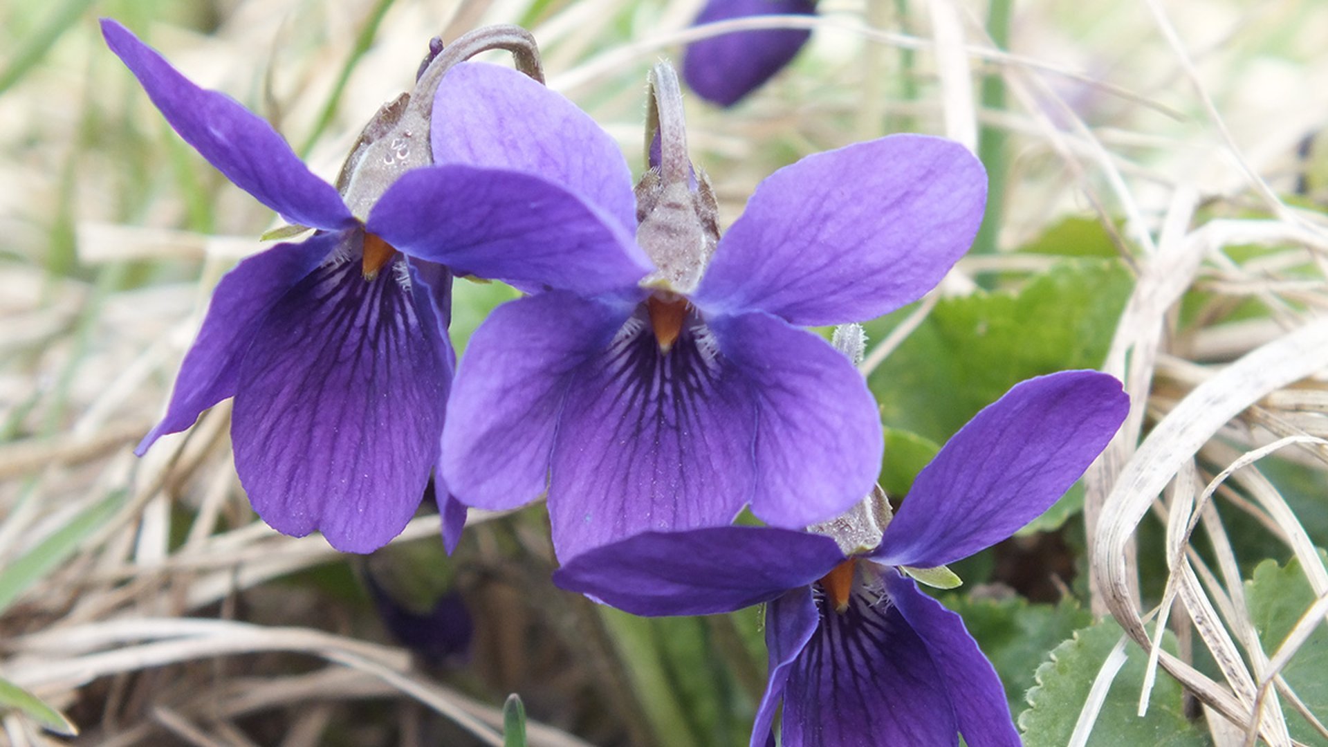 Japanese Flowers: Cultural Significance & Meaning | Petal Talk