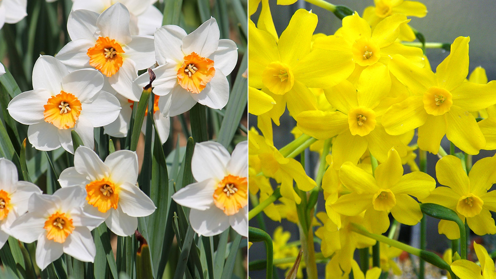 March Birth Flowers: Daffodil and Jonquil | Petal Talk