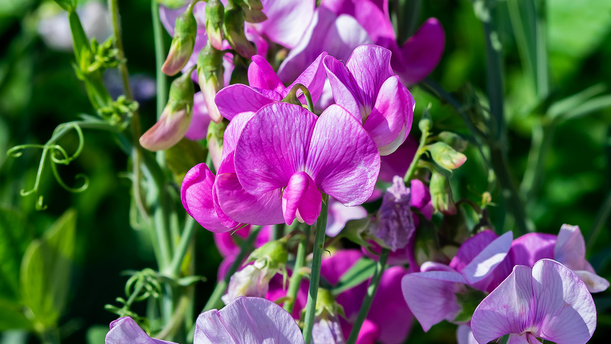 April Birth Flowers: Facts and Care Tips | Petal Talk