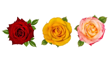 Rose Color Meanings | Petal Talk