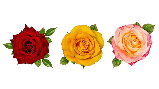 How to Say 'Rose' in Different Languages | Petal Talk