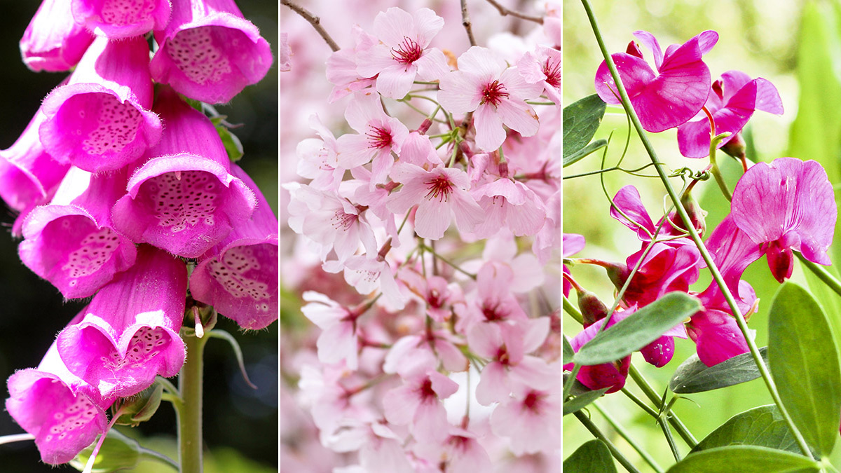 Types Of Red Flowers Names