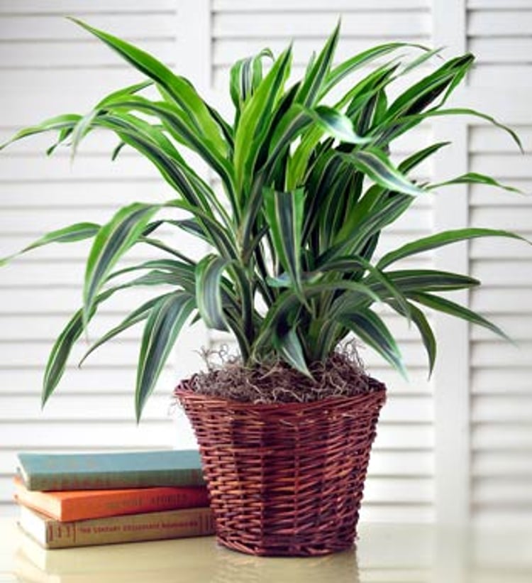 Fall Plant Care | Handling of Indoor Plants | Petal Talk