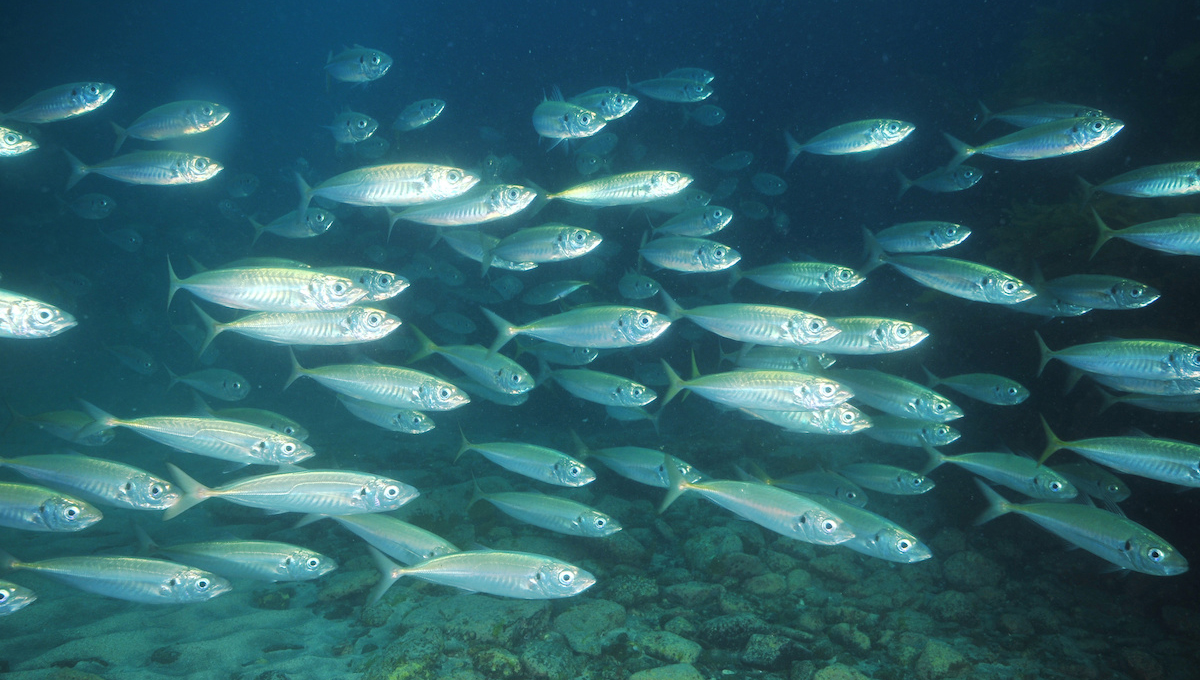 Mackerel Fun Facts | Vital Choice