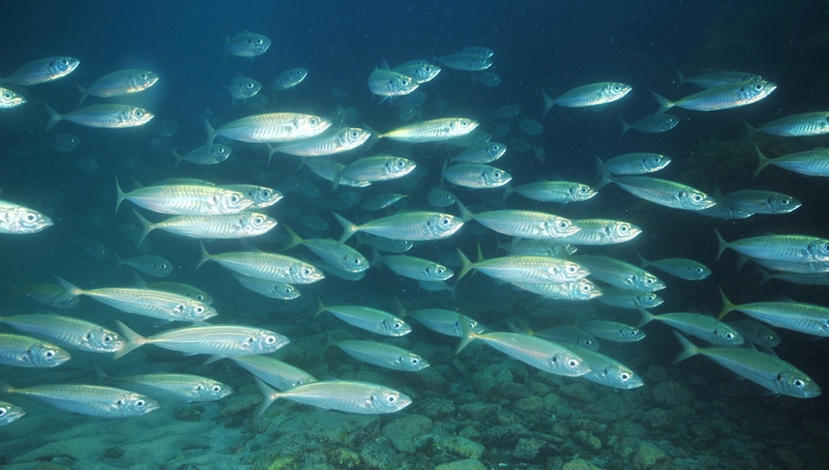 Mackerel Fun Facts | Vital Choice