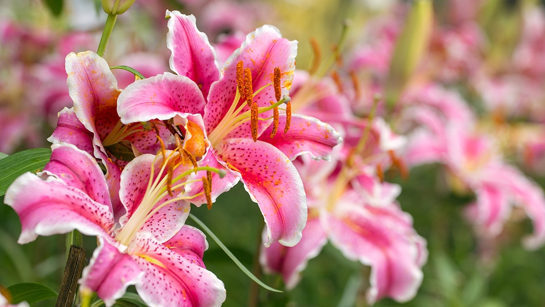 9 Types of Lilies | Petal Talk