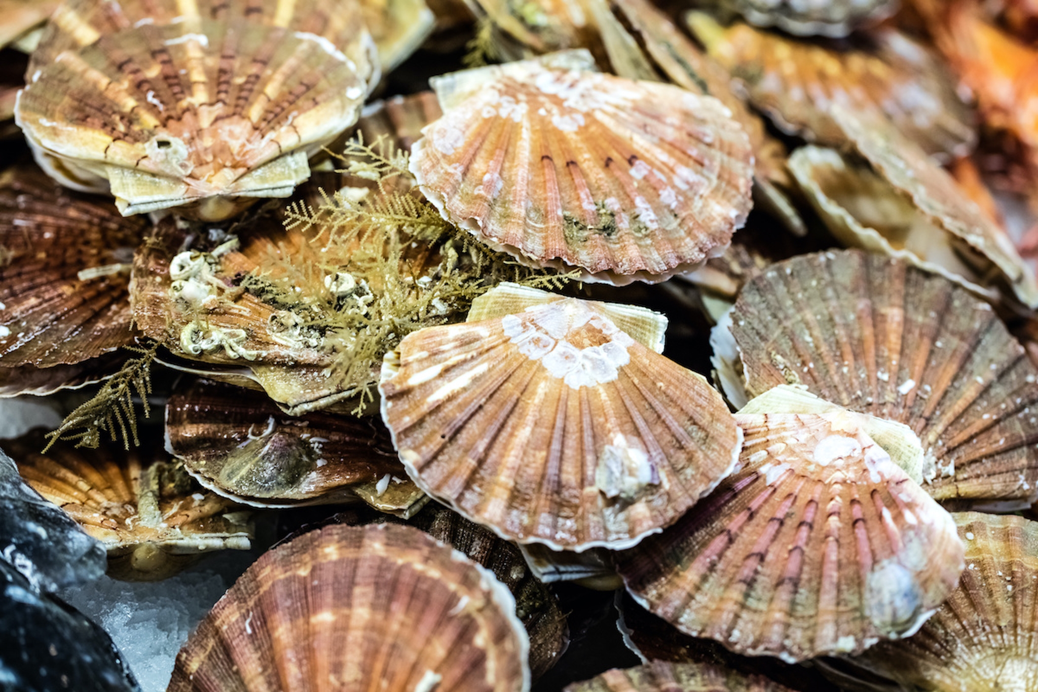 23 Facts About Scallops | Vital Choice