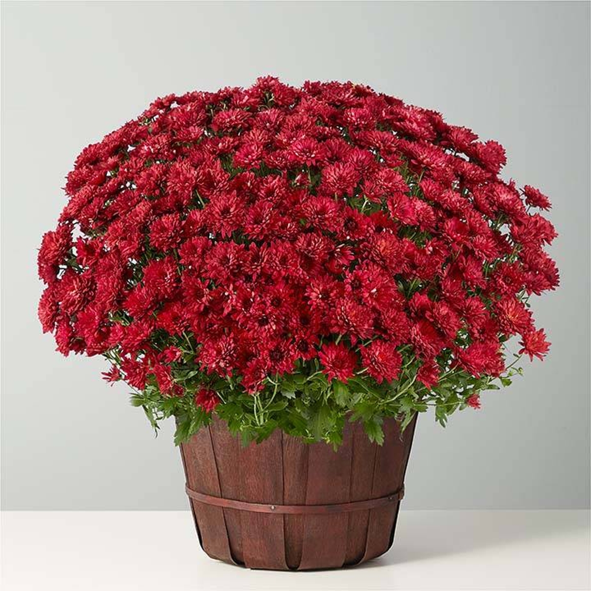 Home > Plant Care > How To Care For Mums