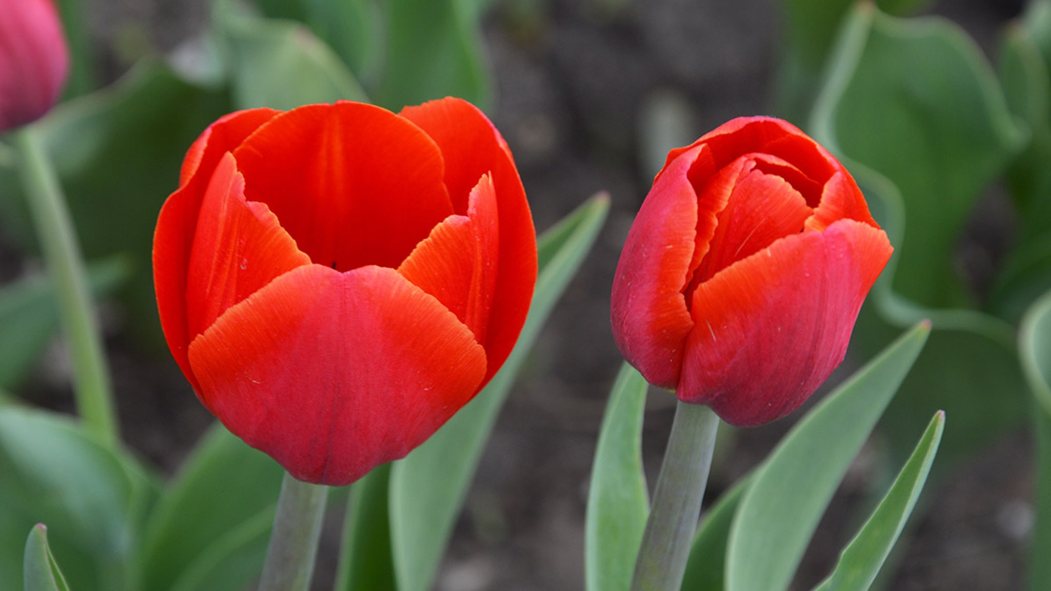 25 Types of Red Flowers | Petal Talk