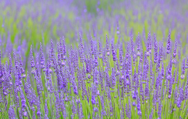 Lavender Meaning: History, Symbolism, & Facts | Petal Talk