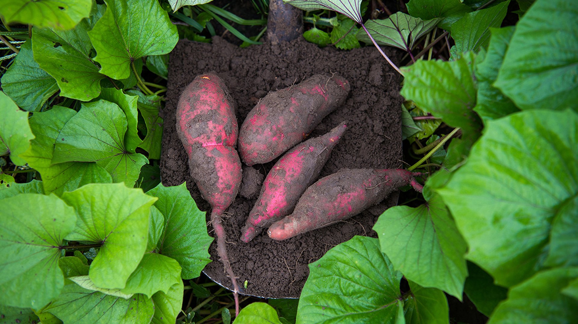 Sweet Potatoes: A Sweeter Guide | The Table by Harry & David