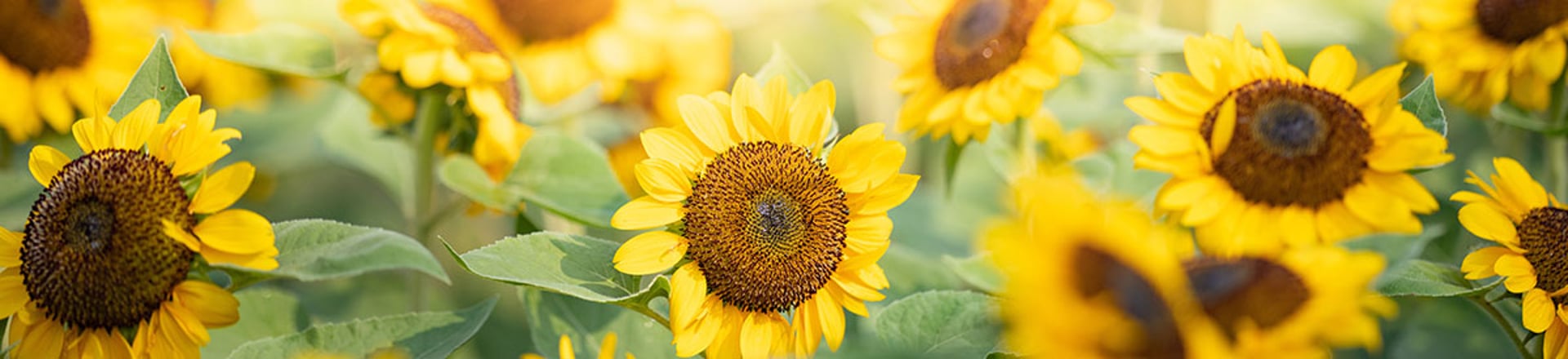 Types of Flowers, 60 Different Kinds of Common Flowers | Petal Talk