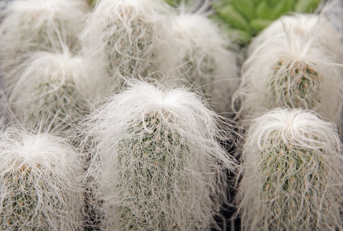 Fuzzy Flowers | Types of Fuzzy Plants and Cacti | Petal Talk